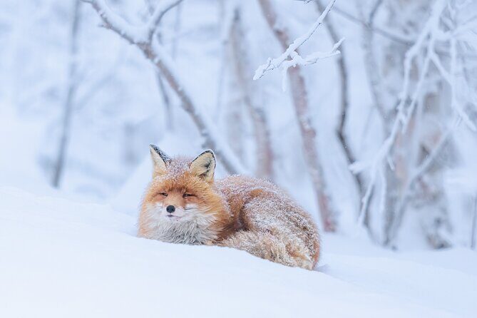 Explore the Norwegian Fjords and the Wildlife From Abisko - A Closer Look at the Itinerary