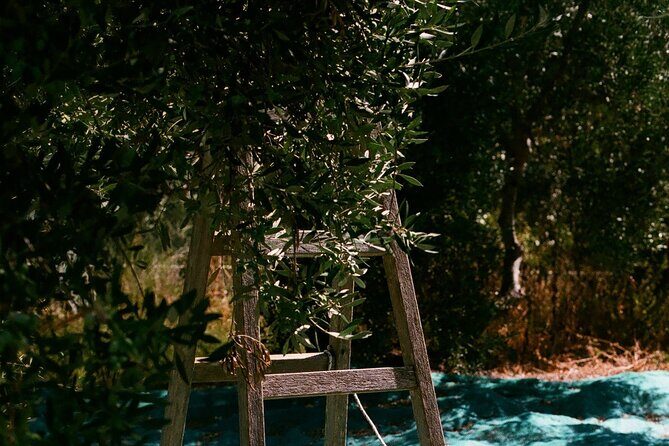 Explore the Secrets of Wine and Olives - Authenticity and Value