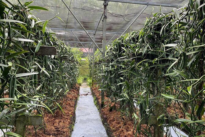 Explore the Vanilla Island Full-Day Tour to Tahaa from Bora Bora - FAQ