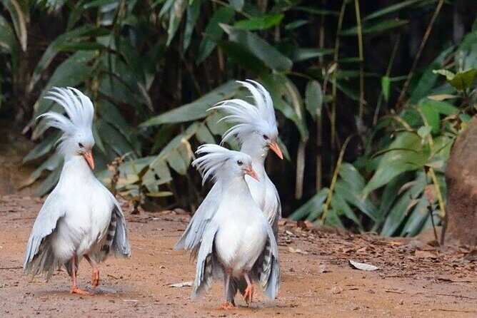 Explore the Wonders of New Caledonia from Noumea Cruise Terminal - The Full Experience: An In-Depth Look at the Tour