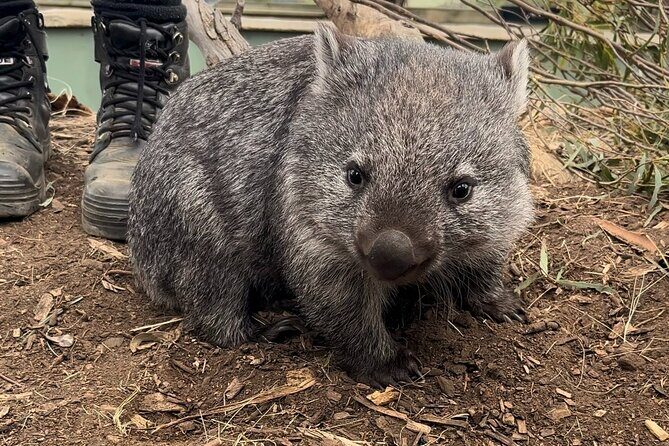 Explore Wildlife and Richmond Heritage Tour - A Closer Look at the Itinerary