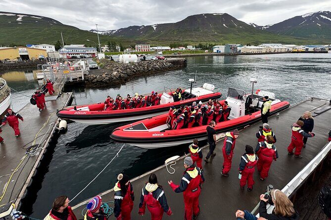 Express Whale Watching in Dalvik - An Honest Look at the Express Whale Watching Tour in Dalvik