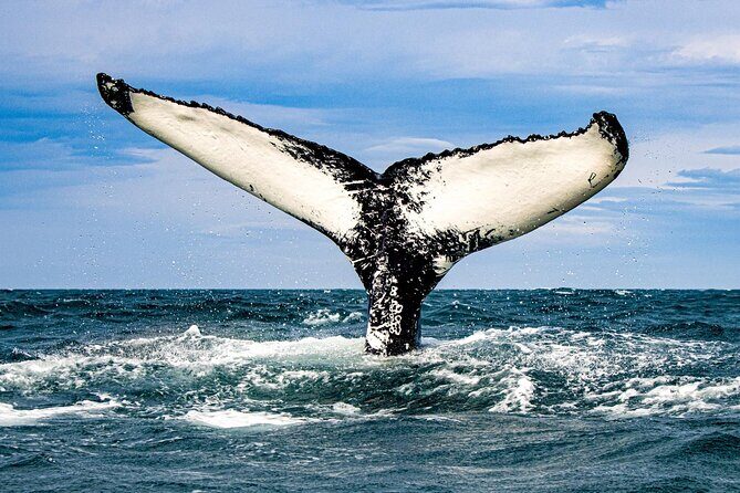 Express Whale Watching in Dalvik - Key Points