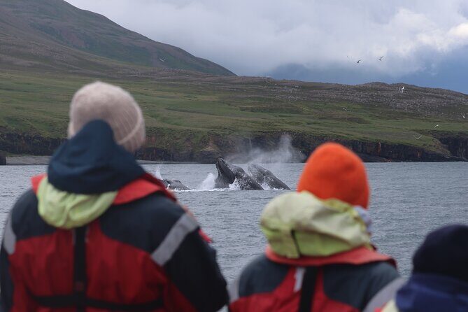 Express Whale Watching in Dalvik - Frequently Asked Questions