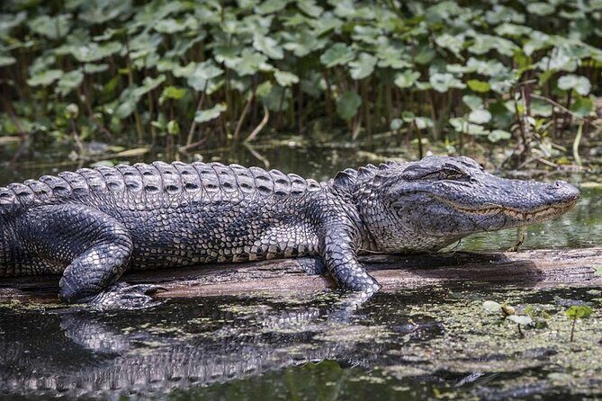 Extreme Everglades: Crocodiles and Adventure from Miami - The Itinerary Breakdown