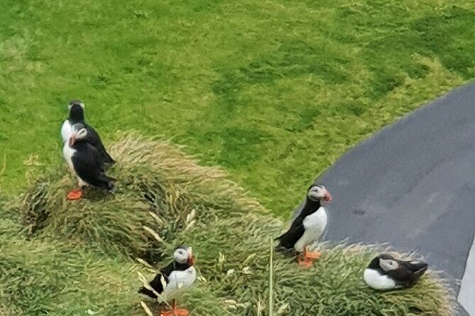 Eyjascooter Puffin Tour in Iceland - What You Can Expect on the Itinerary