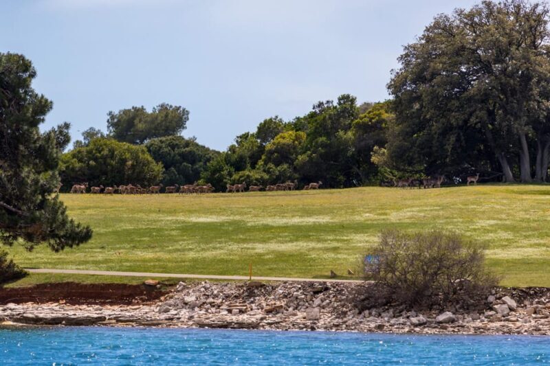 FAANA: Brijuni boat trip+stop & Swim at St. Jerolim Island - Why You Should Consider This Tour