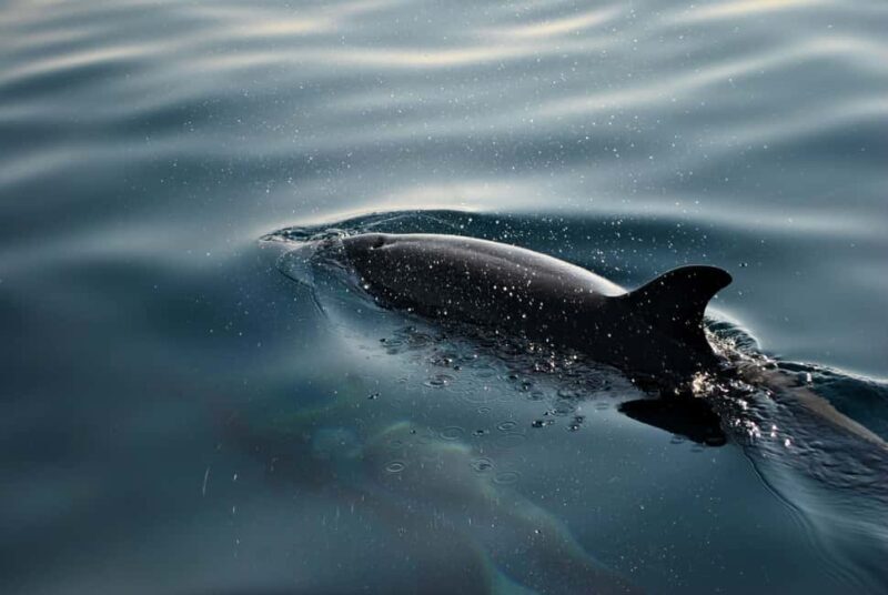 FAANA: DOLPHIN SAFARI - Practical Details and Tips for Your Trip