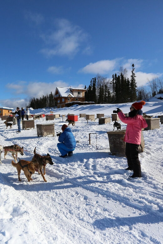 Fairbanks: 1-Hour Alaskan Winter Dog Sledding Adventure - Introduction