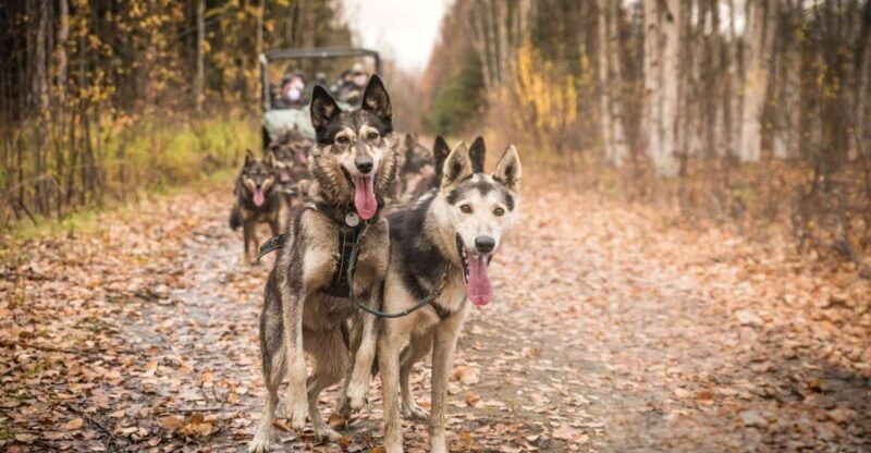Fairbanks: Dog Mushing through Fall Landscapes on a UTV - An Authentic Fall Mushing Adventure in Fairbanks