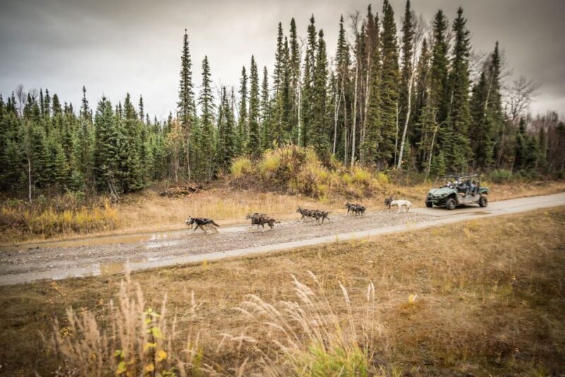 Fairbanks: Dog Mushing through Fall Landscapes on a UTV - The Itinerary: What You Can Expect