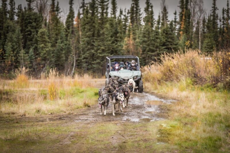 Fairbanks: Dog Mushing through Fall Landscapes on a UTV - Final Thoughts