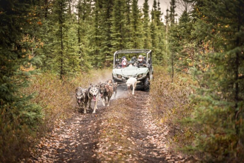 Fairbanks: Dog Mushing through Fall Landscapes on a UTV - FAQ
