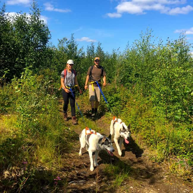 Fairbanks: Husky Hiking Tour - Key Points