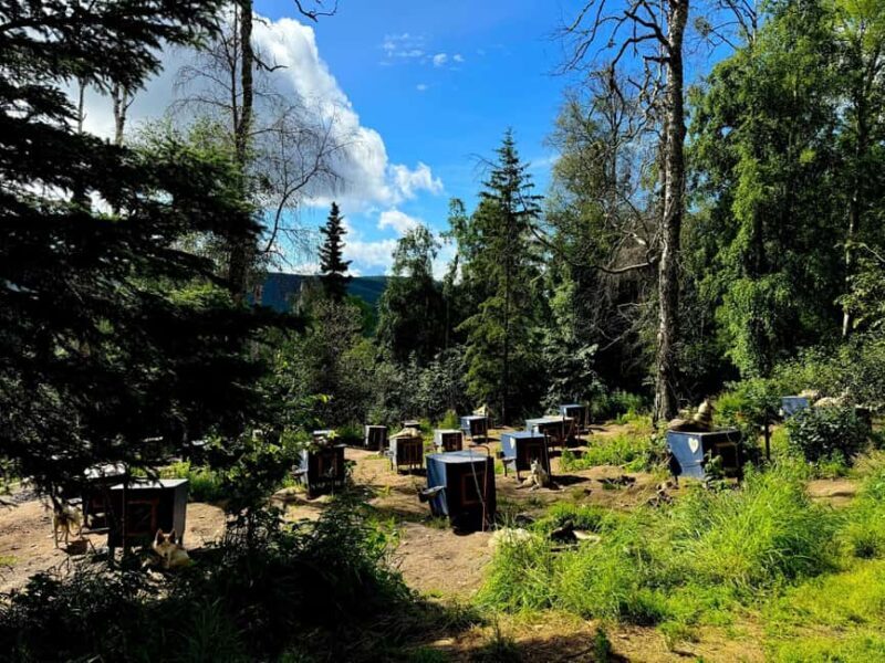 Fairbanks: Siberian Husky Kennel Tour - An Authentic Look into Alaskan Mushing