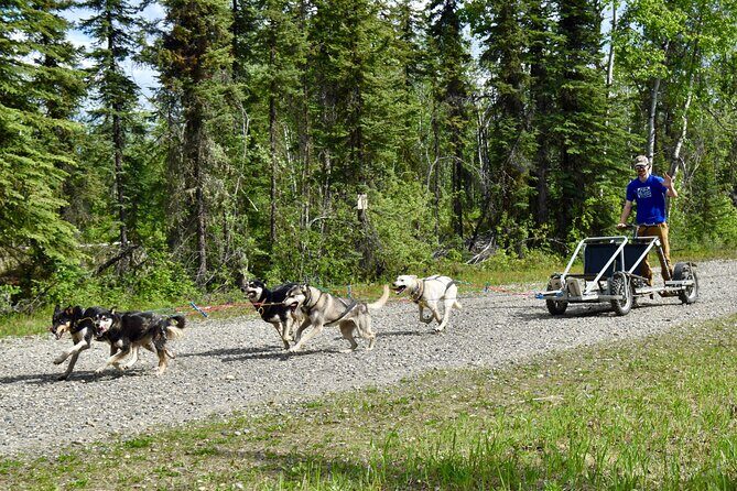 Fairbanks Sled Dog Adventure with Campfire & S'mores - The Authentic Alaskan Vibe
