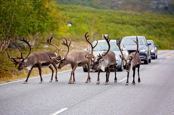 Fairbanks to Denali  Scenic Private Shuttle Transfer - The Price: Is It Worth It?