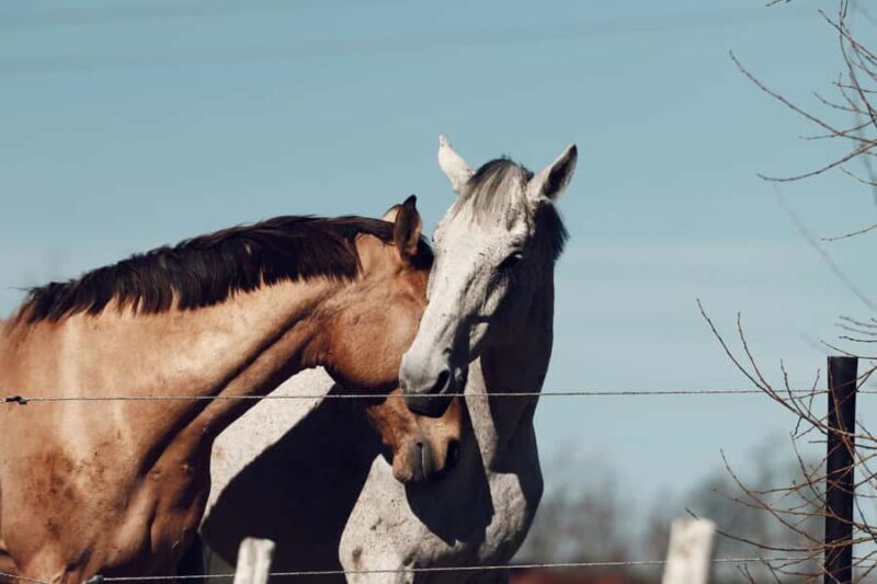 Fairlie,New Zealand: Full Day Private Backcountry Horse Trek - Return to Fairlie