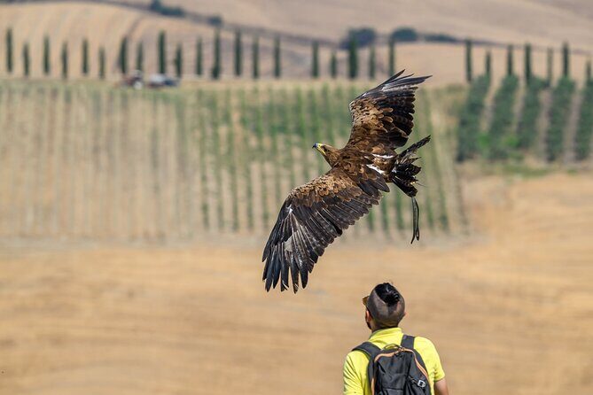 Falconry experience in Tuscany - Key Points