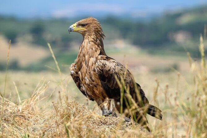Falconry experience in Tuscany - Authentic Insights from Reviewers