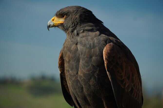 Falconry experience in Tuscany - Who Will Love This Tour?