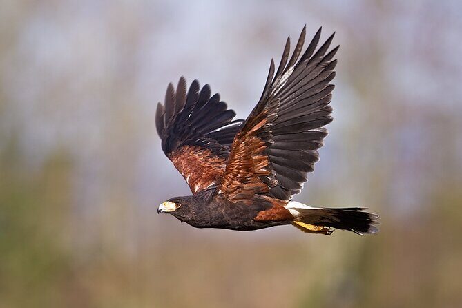 Falconry experience in Tuscany - The Sum Up: Why This Falconry Tour Is a Great Choice