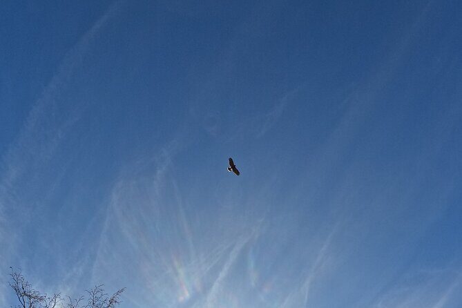 Falconry experience in Tuscany - Frequently Asked Questions