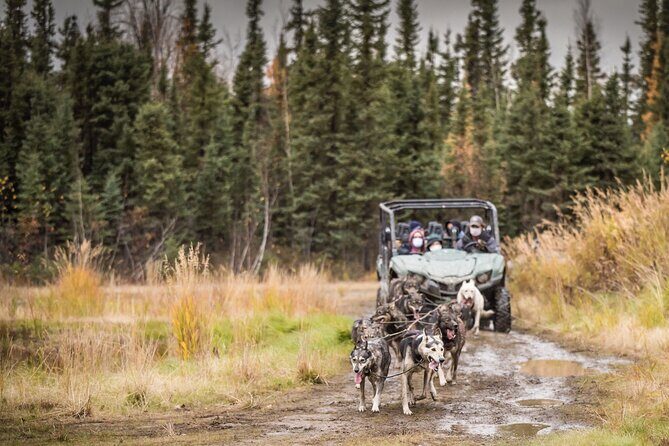 Fall Aurora Mushing Cart Ride Bucket List Adventure - The Value and Practicalities