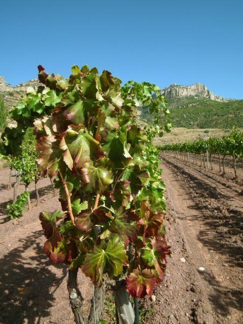 Falset: Guided Wine Tour to the Priorat by a Local - Key Points