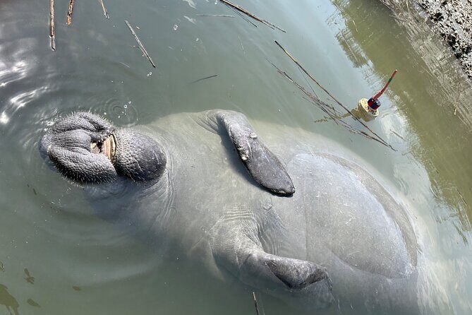 Family Friendly Dolphin Nature Kayak Tours in Hilton Head - The Value Proposition
