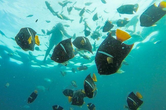 Family Fun in the Sun on a real Wooden Pirate Ship - FAQ