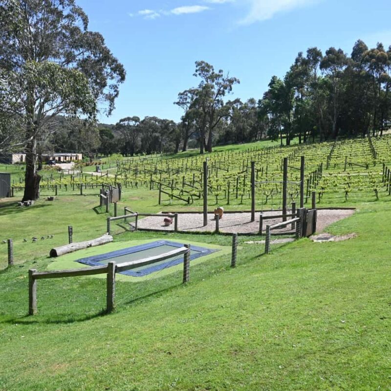 Family Lunch and Arthurs Seat Eagle for 2 Adults and 2 kids - Practical Details and Tips for Visitors