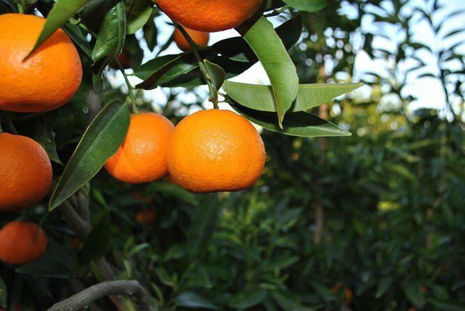 Family Mandarin Farming Tour with Traditional Cooking Lunch - A Closer Look at the Experience