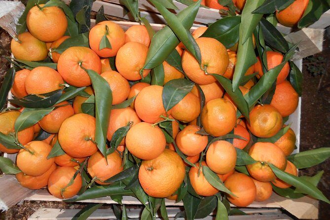 Family Mandarin Farming Tour with Traditional Cooking Lunch - The Experience Worth Remembering