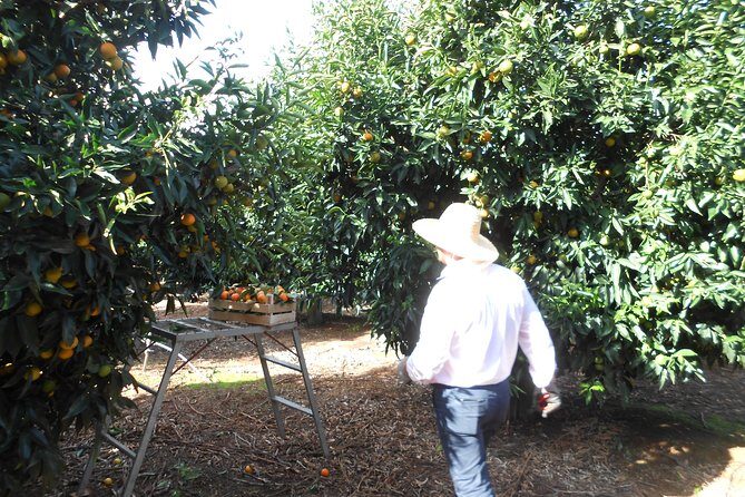 Family Mandarin Farming Tour with Traditional Cooking Lunch - Final Thoughts