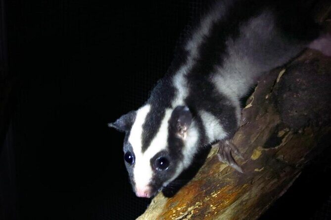 Family Night Walking Tour at Tropical Rainforest in Daintree - Key Points