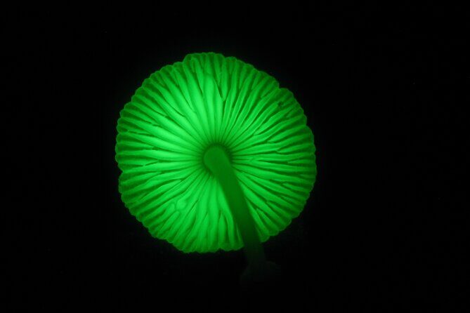 Family Night Walking Tour at Tropical Rainforest in Daintree - Who Is This Tour Best For?