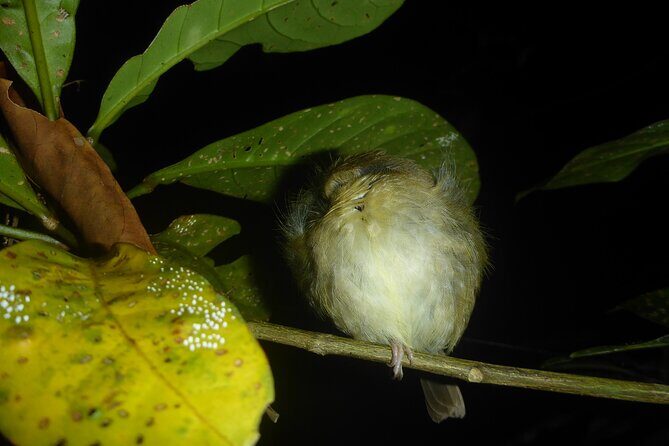 Family Night Walking Tour at Tropical Rainforest in Daintree - The Sum Up