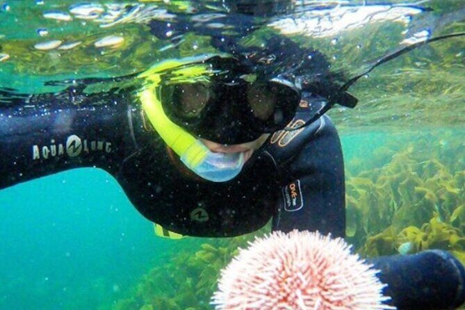 Family Snorkeling Tour - What Makes the Family Snorkeling Tour in Lofoten Unique