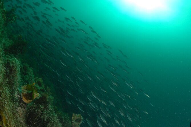 Family Snorkeling Tour - Who Will Love This Tour?