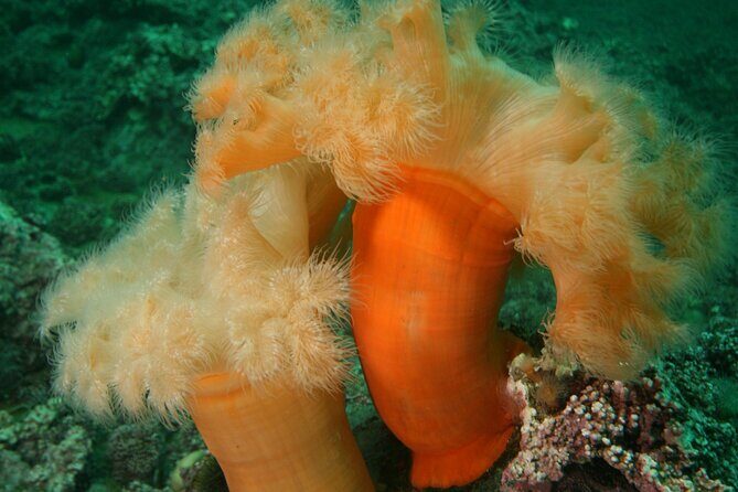 Family Snorkeling Tour - FAQ