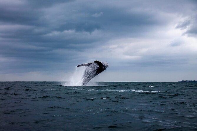 Famous Pato Bobo Adventure Boat - FAQ