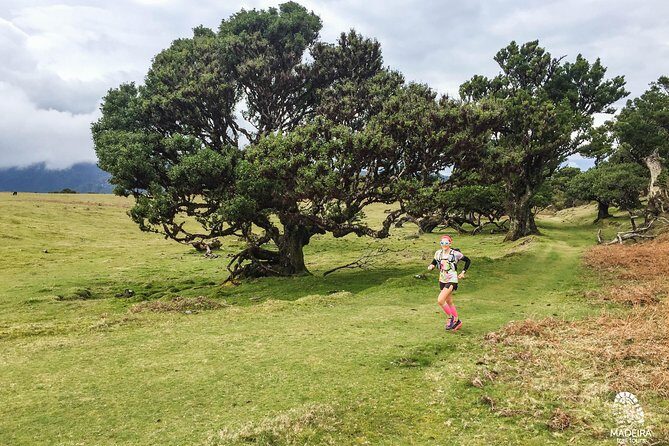 Fanal Ancient Forest Running Tour (Easy-Moderate) - Key Points