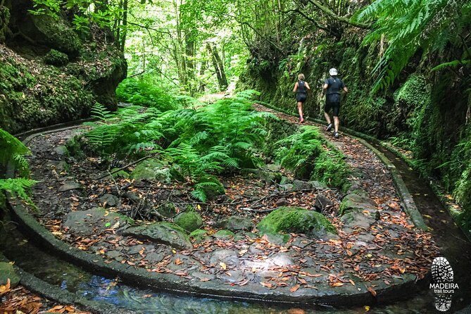 Fanal Ancient Forest Running Tour (Easy-Moderate) - Detailed Itinerary Breakdown