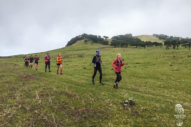 Fanal Ancient Forest Running Tour (Easy-Moderate) - The Value of This Experience