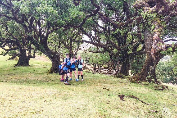 Fanal Ancient Forest Running Tour (Easy-Moderate) - Who Will Love This Tour?