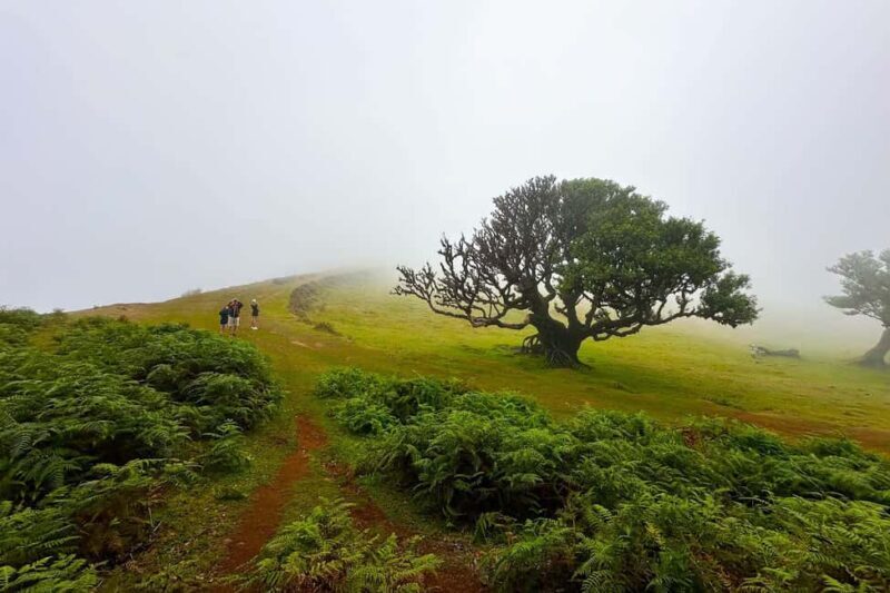 Fanal / Assobiadores - Levada Walk - Key Points