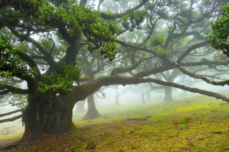 Fanal / Assobiadores - Levada Walk - A Deep Dive into the Fanal / Assobiadores Levada Experience