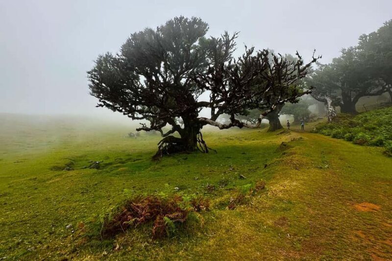 Fanal / Assobiadores - Levada Walk - Who Would Enjoy This Tour?