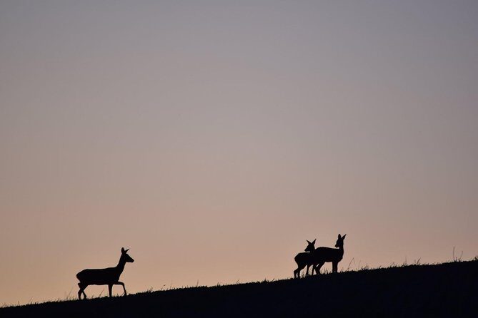 Farm Attraction - Highland Cows, Animal Feeding, Wholesome fun! - The Itinerary in Detail